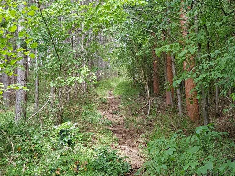 Großholz-Flow-Trail Mountain Bike Trails & Tracks | Komoot