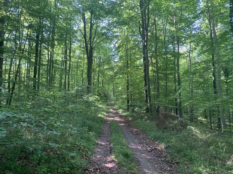 Whiteways Cafe and MTB Trails - Mountain Bike Trails & Tracks | Komoot