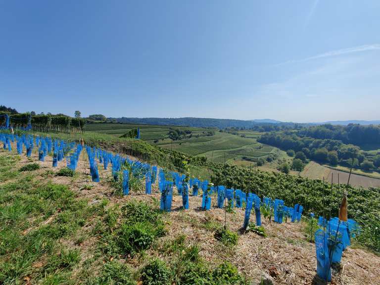 Panoramaweg Malterdingen: Wanderungen und Rundwege | komoot