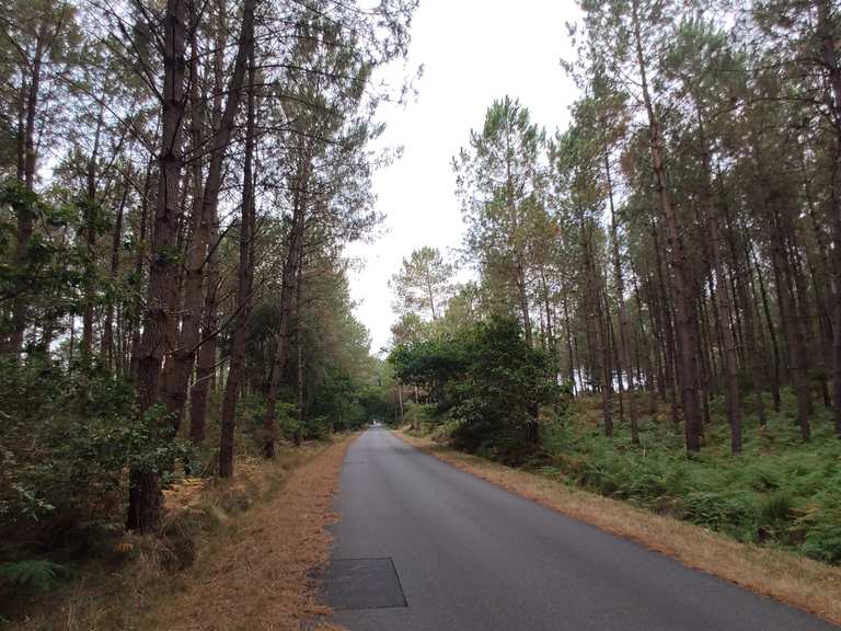 The trails under the pines — loop from the road of La Lette Blanche ...