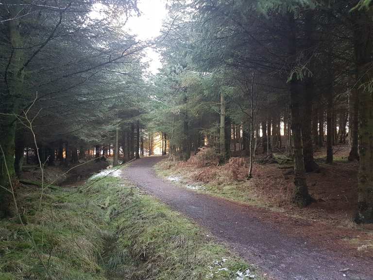 Lionthorn Woods, Falkirk: Mountainbike-Touren und -Trails | komoot