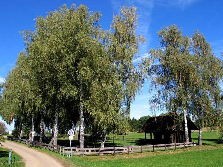 Grillplatz Ehrenwald Bechtoldsweiler: Wanderungen und Rundwege | komoot