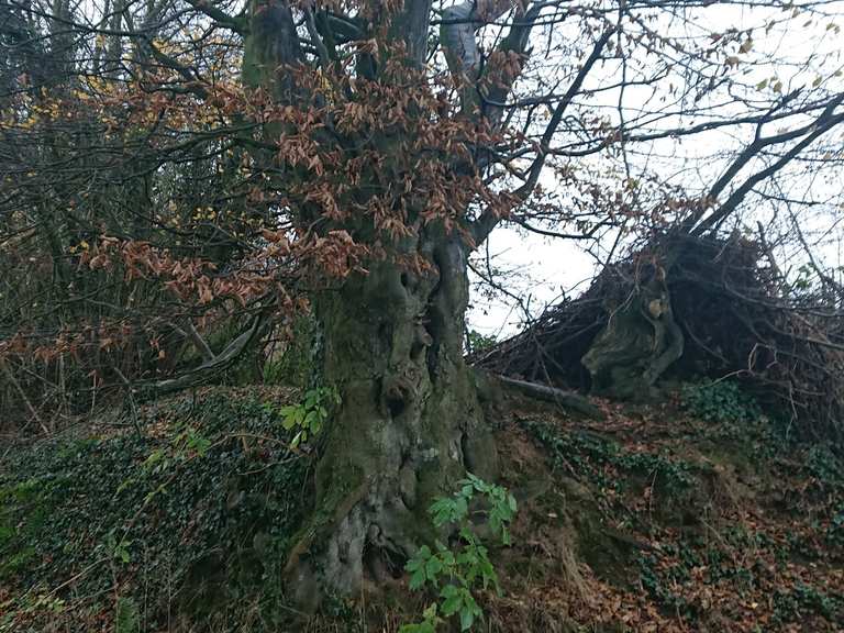 Gnarled Beech at the Jersbek-Borstel Boundary Stone – Hiking & Cycling ...