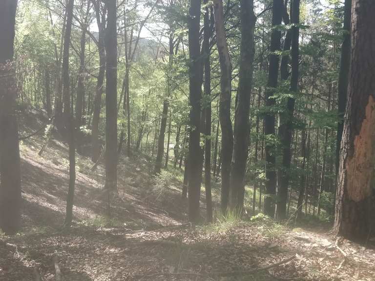 Burgruine Schauerberg - Mountain Bike Trails & Tracks | Komoot