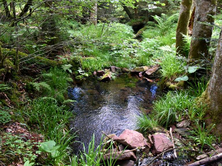 Calmbach Routes for Walking and Hiking | Komoot