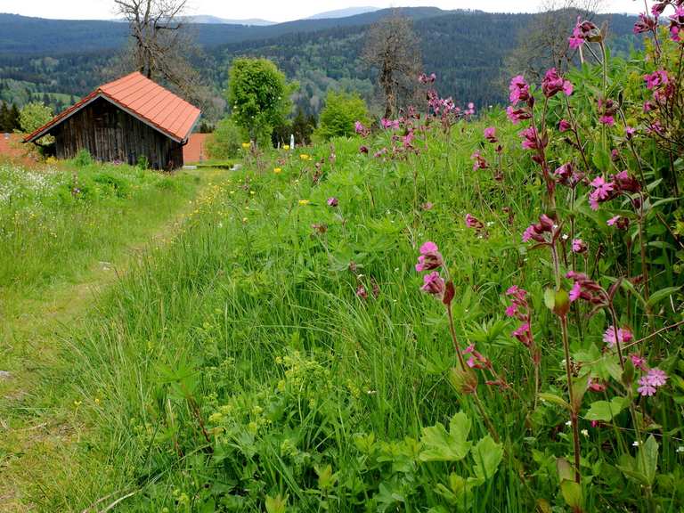 Almberg Alpe Runde von Mitterfirmiansreut | Wanderung | Komoot