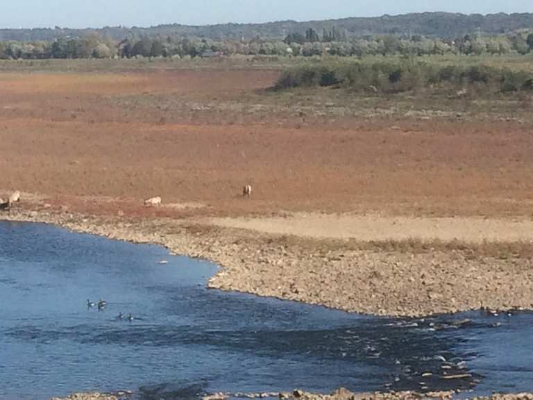 Winterdijk Lanaken / River Maas - wiellerroutes en kaart | Komoot