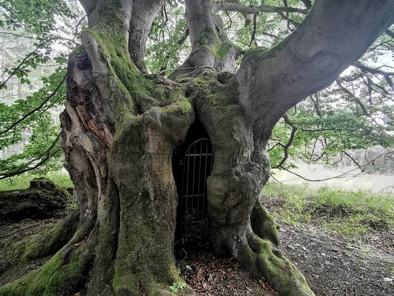 Faggio del pastore : percorsi escursionistici e trekking | Komoot