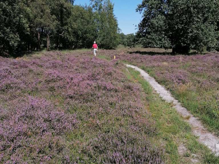 Natuurgebied Needse Achterveld wandelroutes en hikes | Komoot