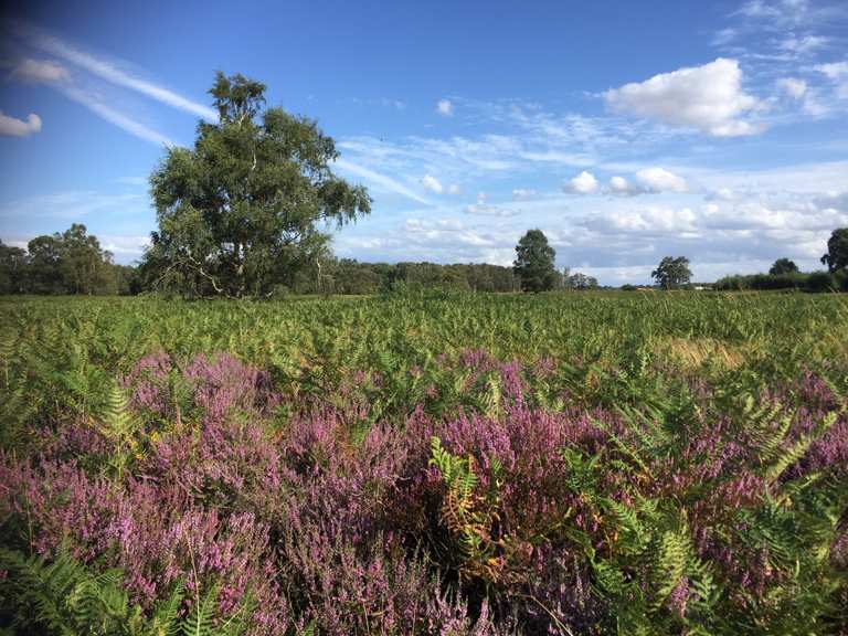 Cavenham Heath: Wanderungen und Rundwege | komoot