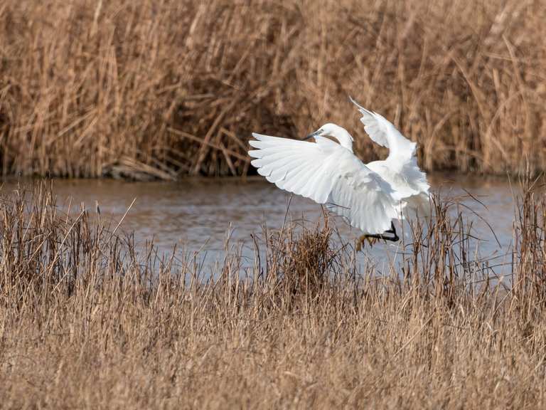 Farlington Marshes Nature Reserve Routes for Walking and Hiking | Komoot
