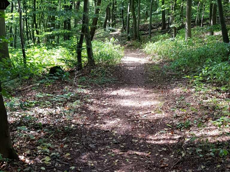 Rasenbankbuche – trasy MTB | Komoot