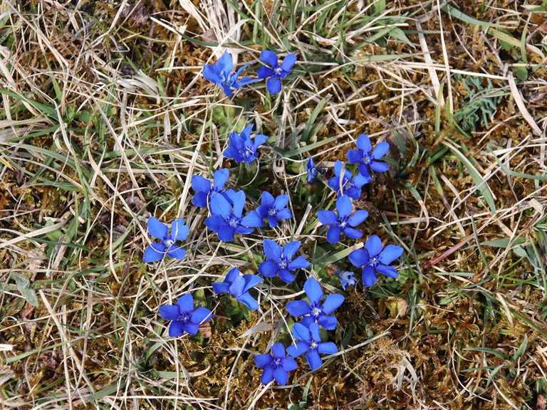 Kasinger Wacholderheide: Wanderungen und Rundwege | komoot