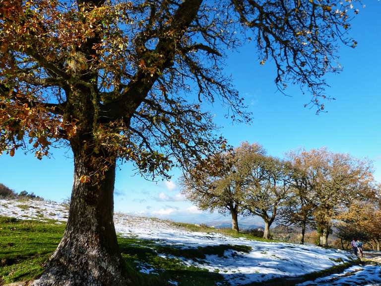 Bosco della Ficuzza, path for Rocca Busambra | hike | Komoot