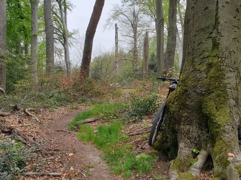 Pfad am Timpen: Mountainbike-Touren | komoot