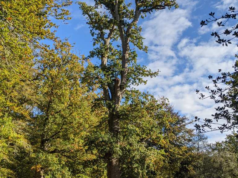 Knightwood Oak Routes for Walking and Hiking | Komoot