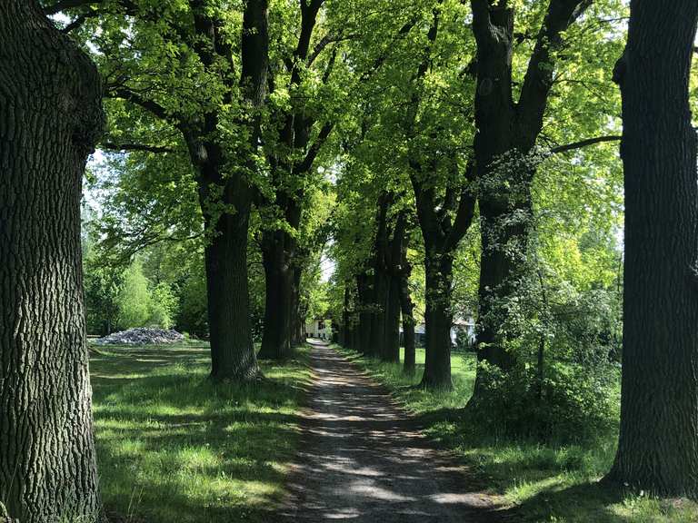 Schöne Allee mit uralten Eichen: Wanderungen und Rundwege | komoot