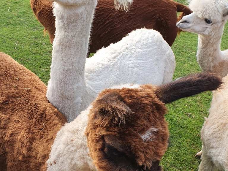 Alpaka-Weide: Wanderungen und Rundwege | komoot