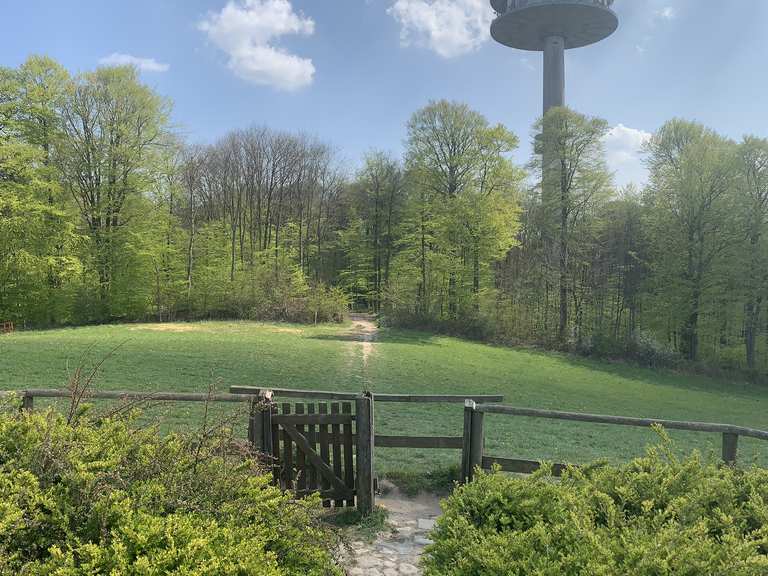 Bungsberg – Höchster Punkt Schleswig-Holsteins: Wanderungen und ...