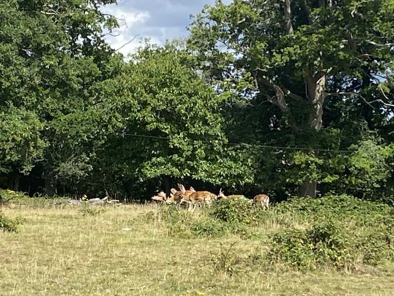 Knepp Estate Lake Routes for Walking and Hiking | Komoot