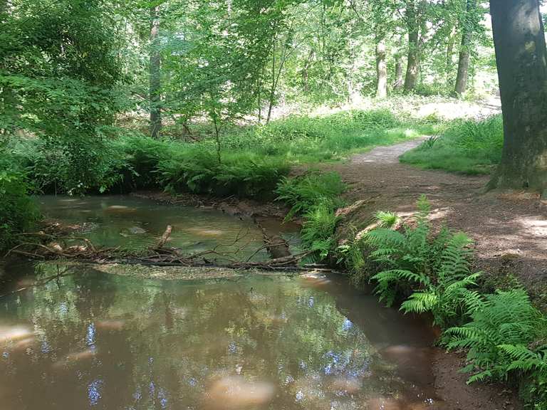 Boomstam brug wandelroutes en hikes | Komoot