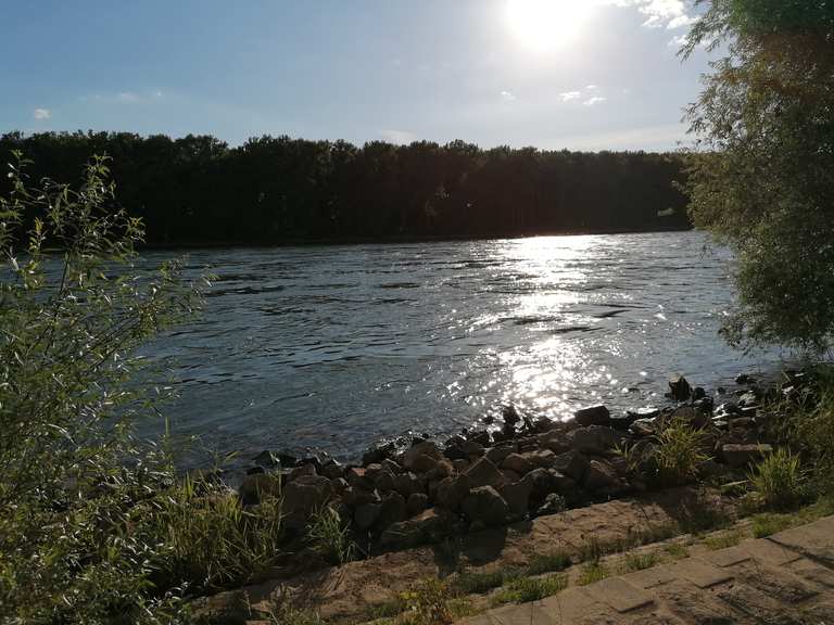 Rheinblick Trebur Steindamm : Radtouren und Radwege | komoot