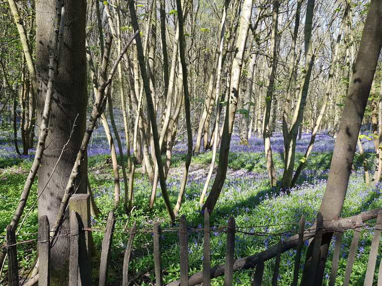 Hills through Merevale Park woods: Rennradfahren und Rennradtouren | komoot