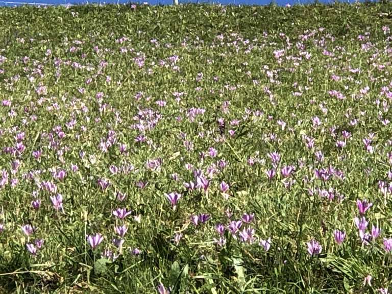 Via Crucis trail from Daunei to Vallunga (Route 26) | hike | Komoot