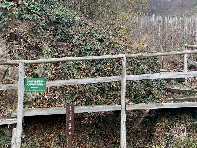 Blick auf Senheim – Urbanus-Steig Wanderweg Runde von Senhals ...