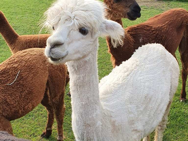 Alpaka-Weide: Wanderungen und Rundwege | komoot