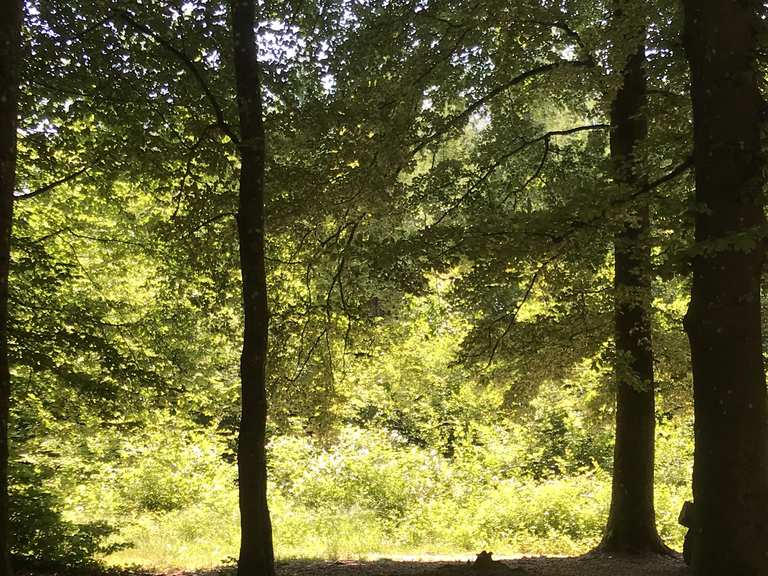 Cabane de chasse dans la forêt de Niderrohrdorf - Itinéraires vélo et ...