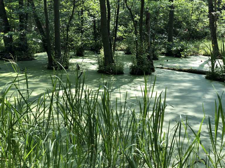 Spandauer Forst: Wanderungen und Rundwege | komoot