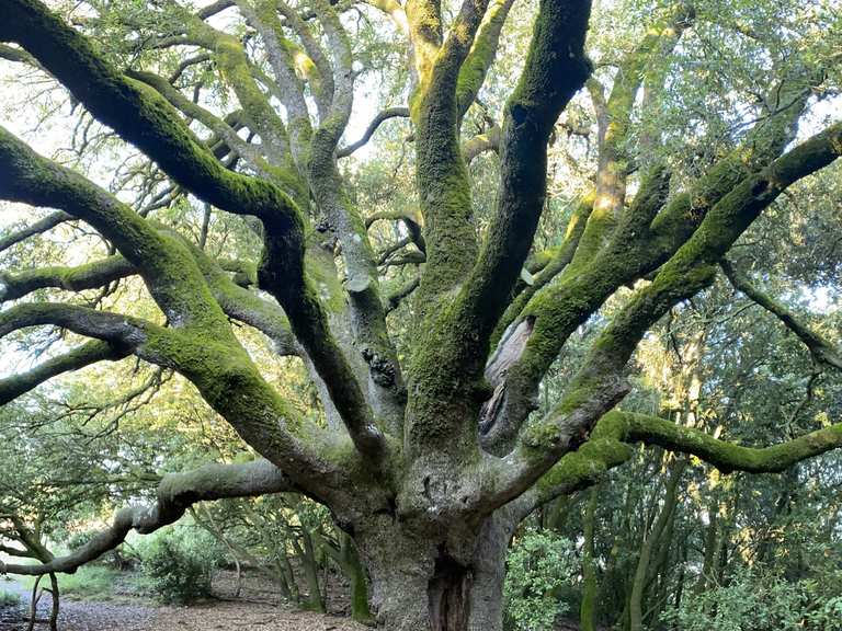 Alzina del Salari, Balma dels Traginers, Hospital de Sang – Rota ...