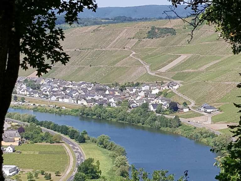 Mosel Panorama Weg - Trittenheim nach Klüsserath Cycle Routes and Map ...