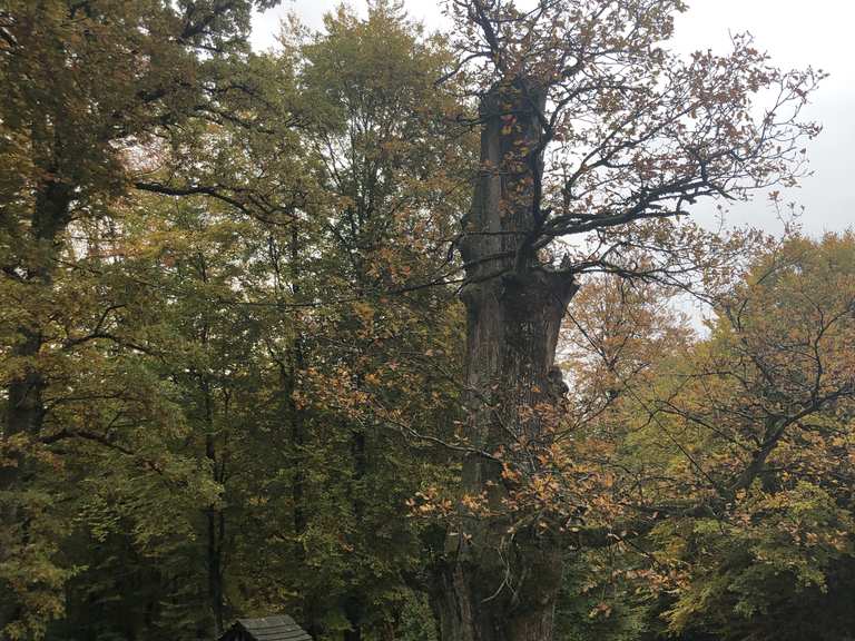Étang du Pont d'Oye et le long de la Rulles — boucle depuis Habay dans ...