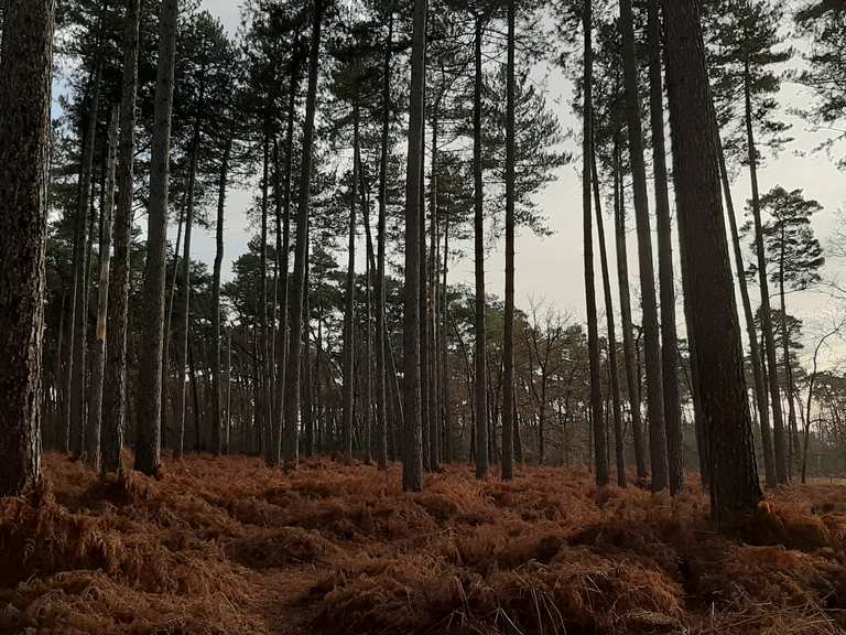 Droge heide - herstelgebied wandelroutes en hikes | Komoot