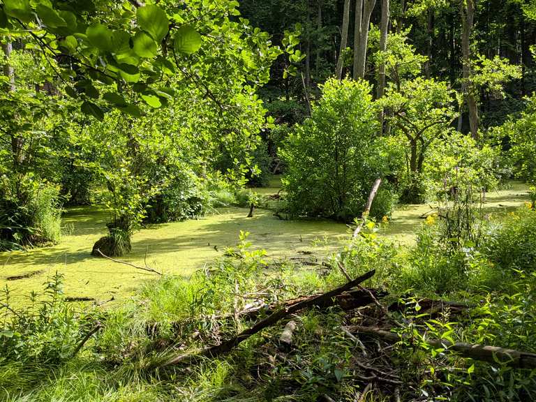 Sumpflandschaft: Wanderungen und Rundwege | komoot