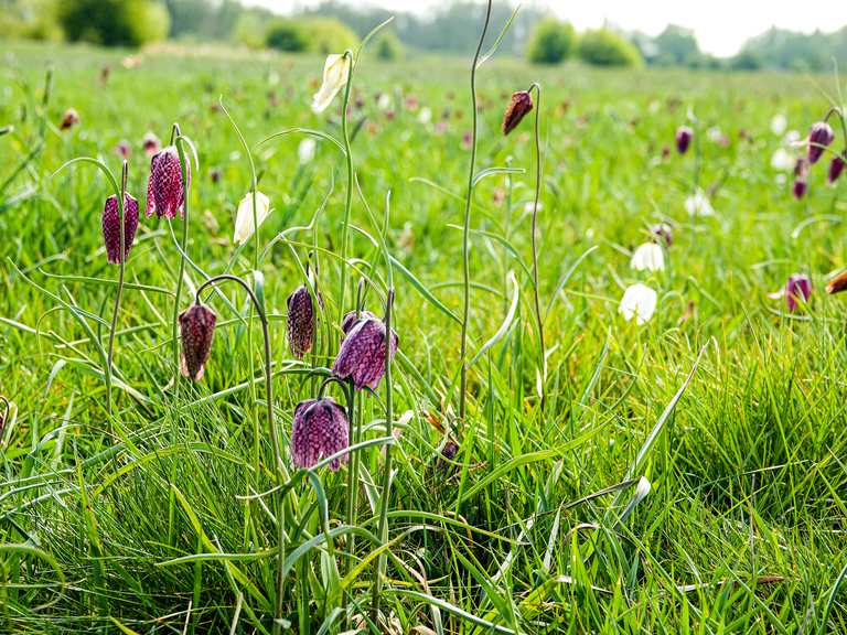 Seeve-Mündung und Seevesperrwerk : Radtouren und Radwege | komoot
