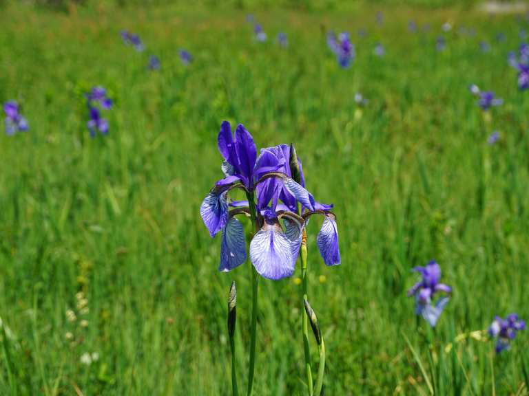 Ruggeller Riet Routes for Walking and Hiking | Komoot