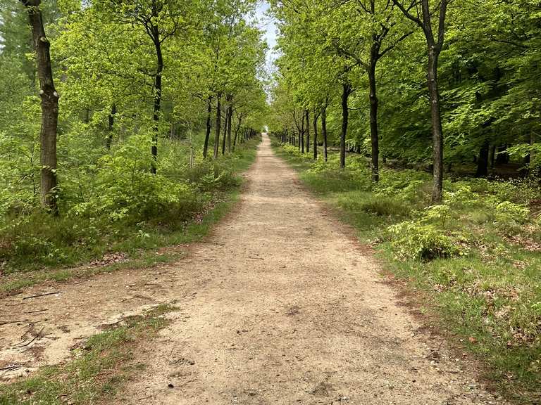 Eenzame grote Eik klim. 8% gemiddeld. - Amerongen, Utrecht | Hardloop ...