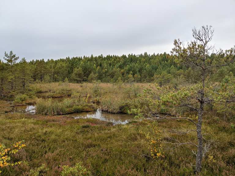 Raganu swamp - Itinéraires de rando et marche | Komoot