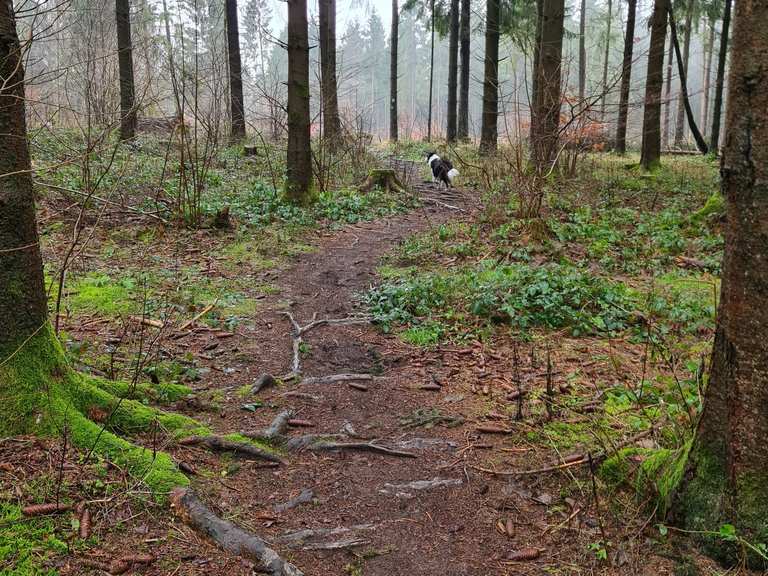 Altes Biberhabitat – Pavillon mit Aussicht Runde von Gusenburg ...