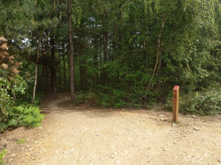 Swinley Forest red loop - Mountain Bike Trails & Tracks | Komoot