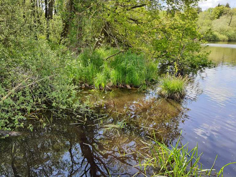 Sunder Seen mit Seerosen und kapitalen Karpfen : Radtouren und Radwege ...