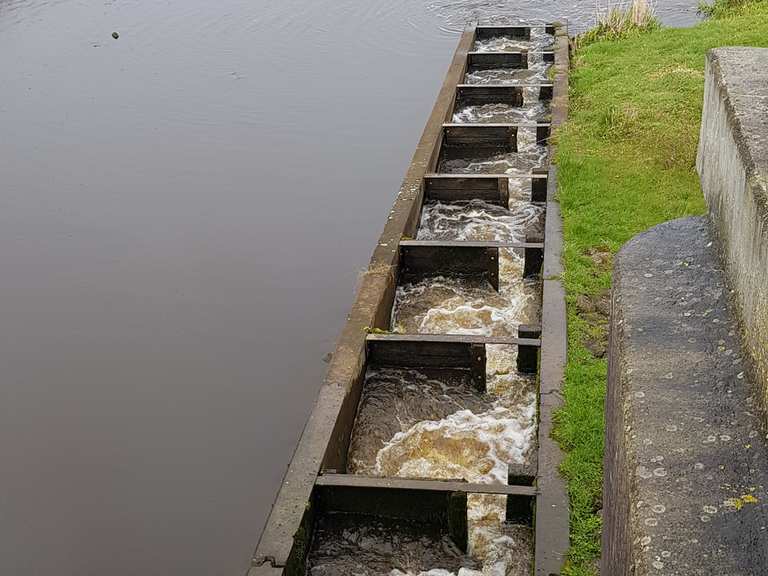 Fischtreppe: Wanderungen und Rundwege | komoot