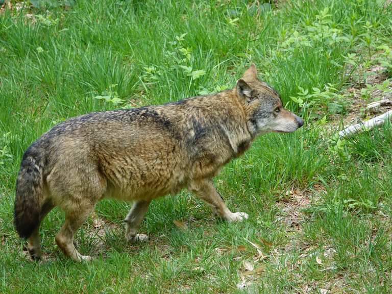 Nationalpark compact - Tour through the animal free-range area | hike ...