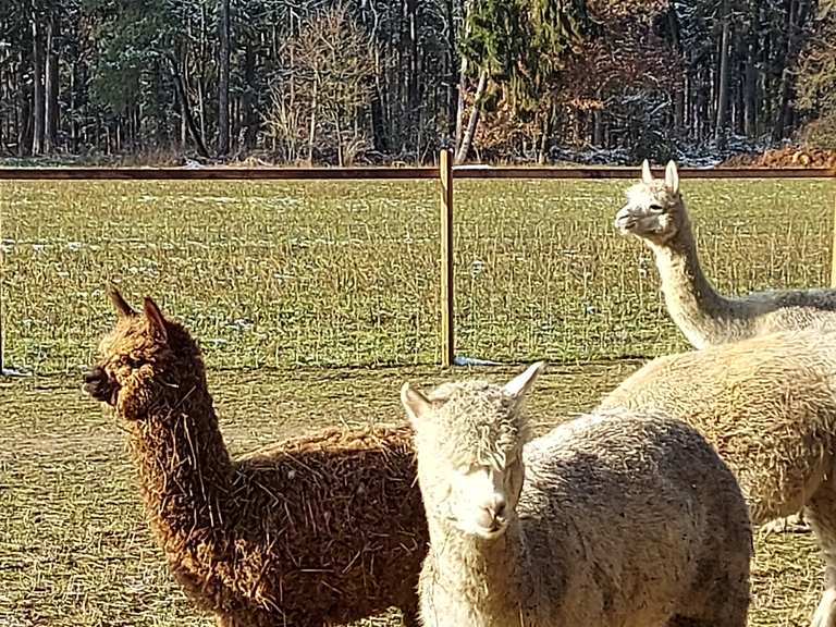 Alpaka Farm: Wanderungen und Rundwege | komoot