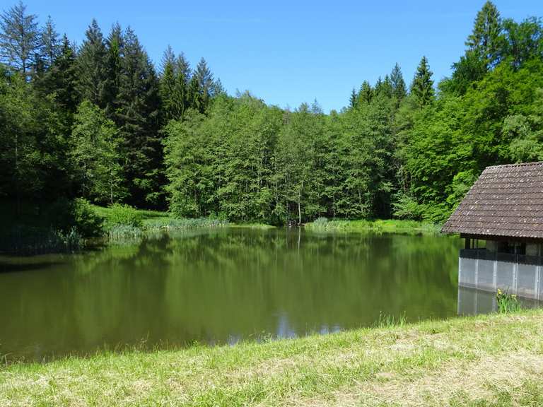 Michelsee bei Aglasterhausen-Michelbach : Radtouren und Radwege | komoot