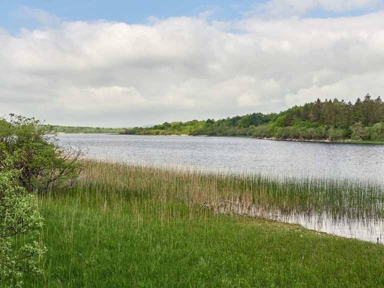 Dromore Wood Visitor Center Routes for Walking and Hiking | Komoot