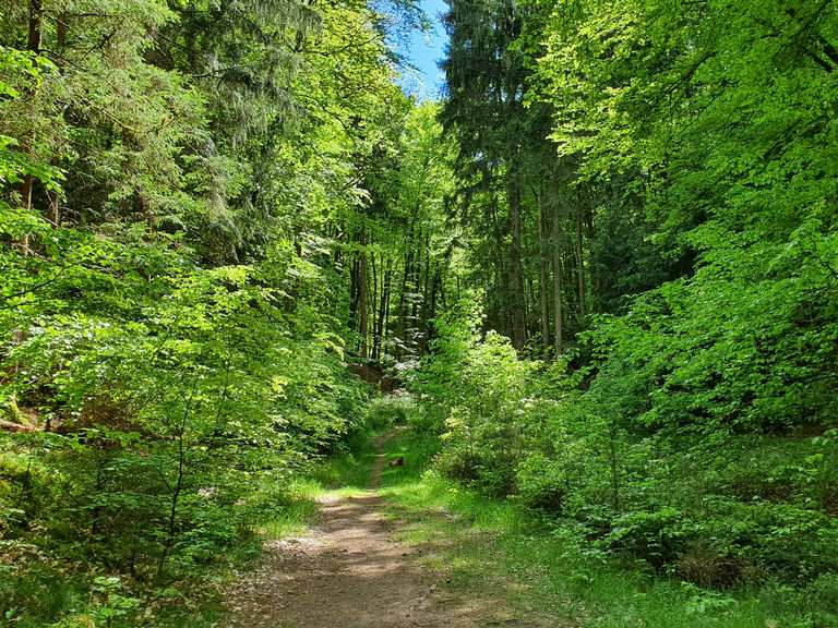 Foresta incantata: percorsi escursionistici e trekking | Komoot